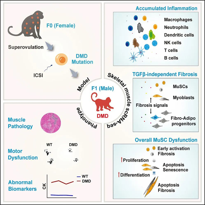 青科沙龙第124期 | Cell-DMD非人灵长类模型揭示疾病早期发生多种干细胞异常