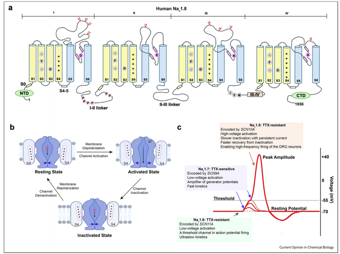 颜宁院士团队 Nav1.8 抑制剂研发最新进展！用结构生物学破解疼痛治疗难题|颜宁|院士_新浪新闻