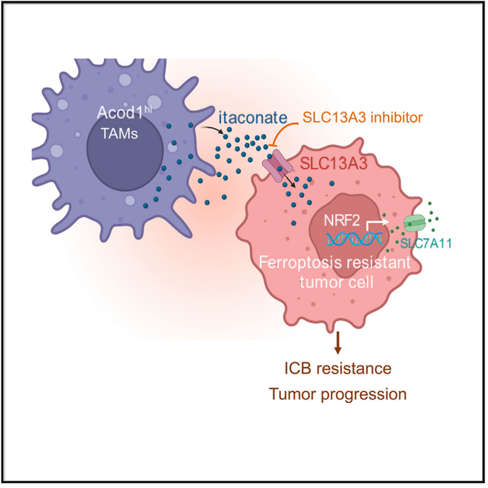 Cancer Cell：邹伟平团队揭示衣康酸转运蛋白SLC13A3赋予肿瘤铁死亡抗性，削弱肿瘤免疫治疗效果|肿瘤_新浪新闻