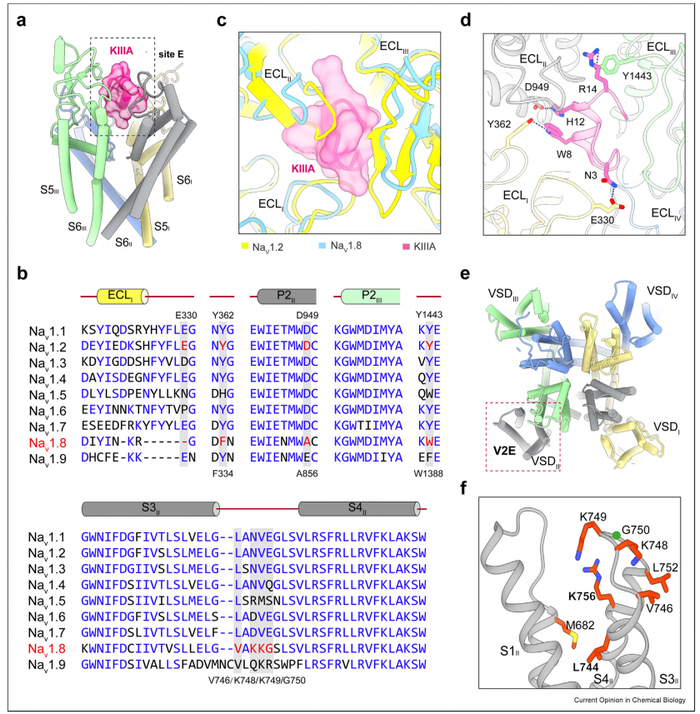 颜宁院士团队 Nav1.8 抑制剂研发最新进展！用结构生物学破解疼痛治疗难题|颜宁|院士_新浪新闻