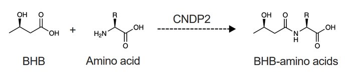 Cell：徐勇团队等发现这种人体产生的天然代谢物，能够抑制食欲、帮助减肥|徐勇_新浪新闻
