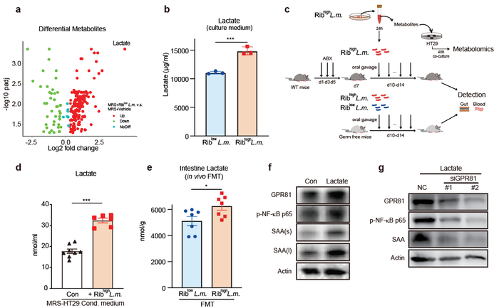 耿美玉团队最新研究，深入解析GV-971靶向菌群的作用机制|菌株_新浪新闻