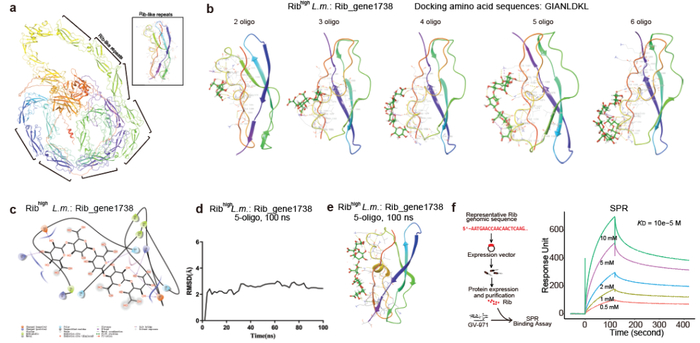 耿美玉团队最新研究，深入解析GV-971靶向菌群的作用机制|护士|菌株|转基因|小鼠|细胞_新浪新闻