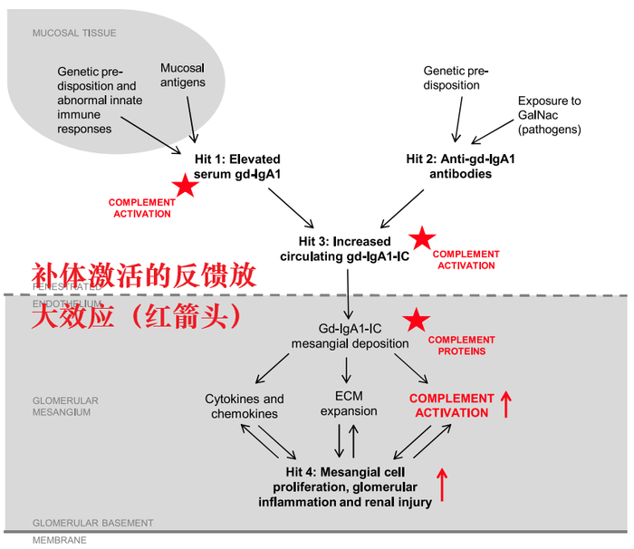 最新进展！又一款IgA肾病新药，将在多家医院开展临床试验！靶向补体途径