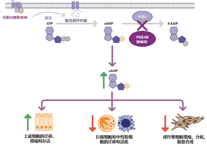 道阻且长，终闻花香：特发性肺纤维化药物研发曙光渐现|肺部疾病|肺功能|疫情|江苏省|安慰剂_新浪新闻
