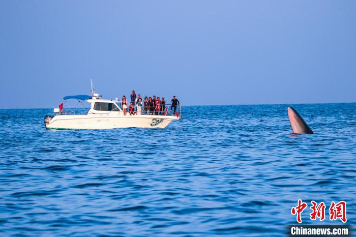 中国目前唯一鲸豚类观鲸标准在广西北海涠洲岛发布|鲸鱼|中国|北海市_新浪新闻