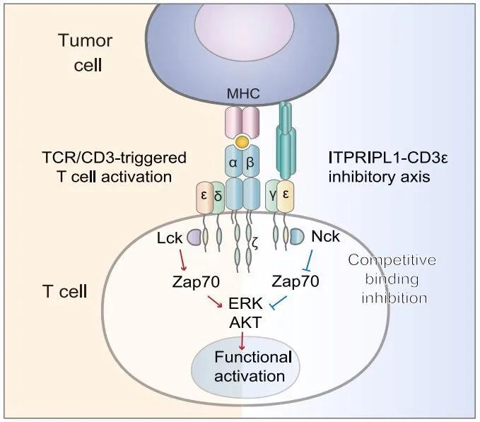 2024年，15项有望改变癌症治疗格局的研究|基因_新浪新闻