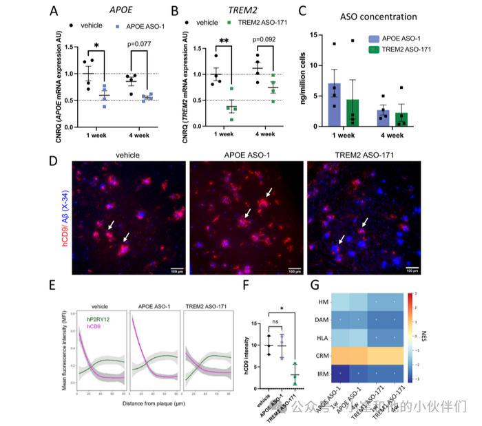 MN：APOE和TREM2 反义寡核苷酸调节AD中小胶质细胞功能__财经头条__新浪财经