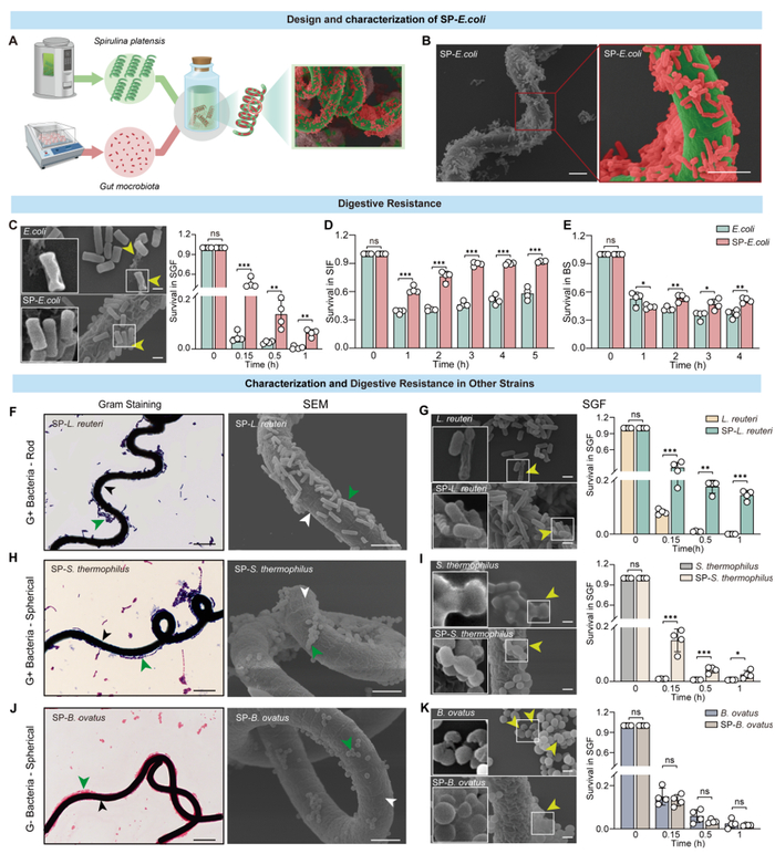 Theranostics: 西安交大一附院李燕/马现仓团队开发口服肠菌递送体系改善孤独症表型|罗伊|西安交通大学|孤独症谱系障碍|胃部疾病 ...