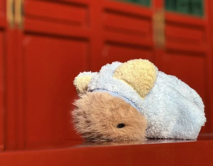 又傻又可爱的AI宠物，治愈人类主人|AI文本生成|阿洛|活体|情感|电子_新浪新闻