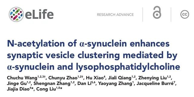 eLife：刘聪等揭示乙酰化修饰在调控α-syn 生理功能的关键作用__财经头条__新浪财经