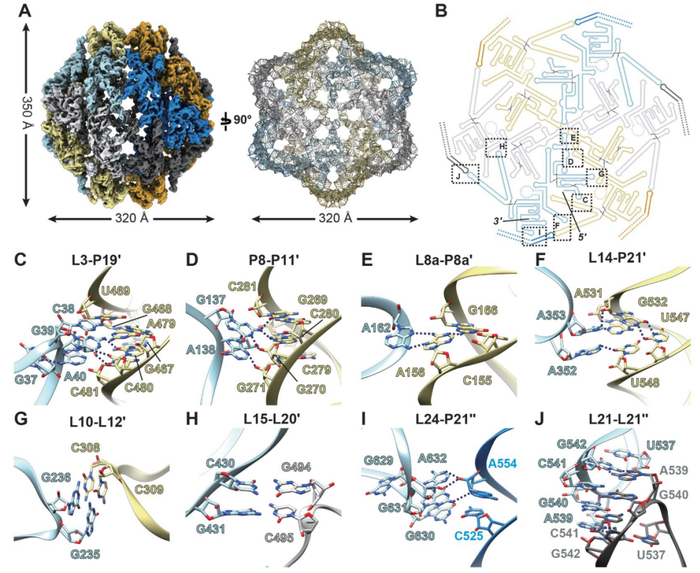 四川大学华西口腔医院，最新Science!|RNA_新浪新闻