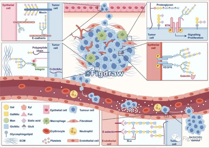 绘图神器Figdraw被引次数超6000次！|模版_新浪新闻