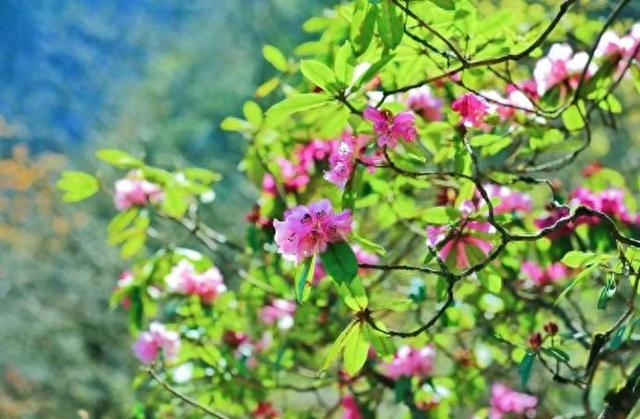 免门票3个月！眉山瓦屋山杜鹃珙桐花“叠”开 徒步秘境“森”呼吸__财经头条