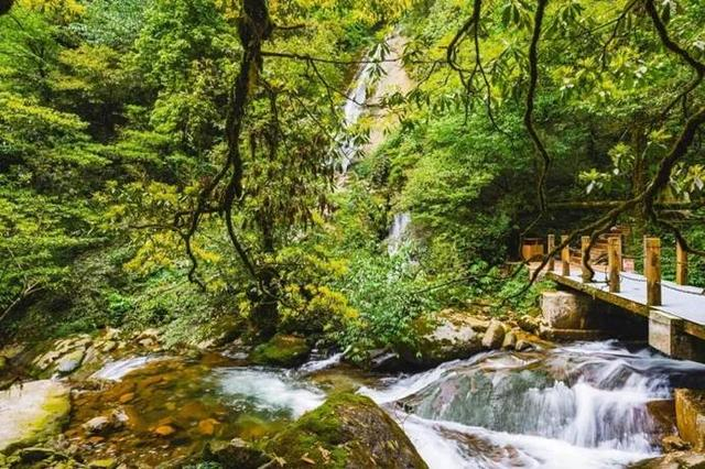 免门票3个月！眉山瓦屋山杜鹃珙桐花“叠”开 徒步秘境“森”呼吸__财经头条