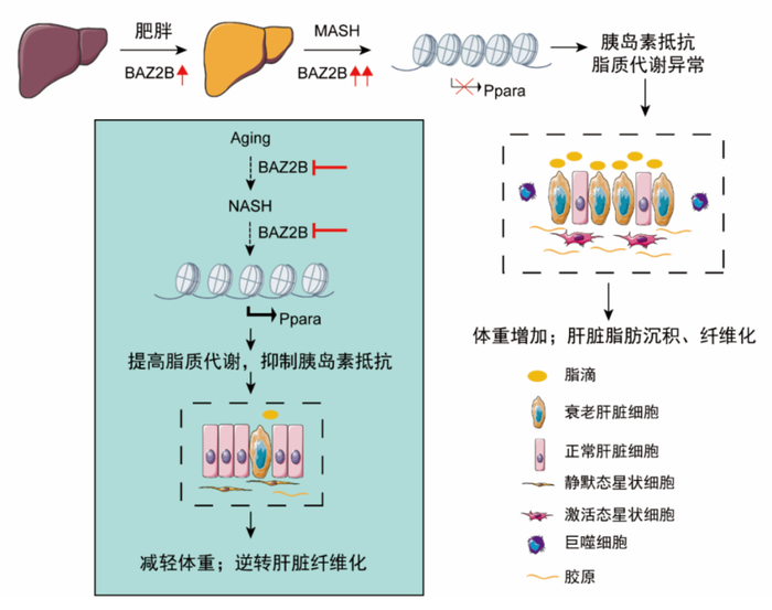 Nature Aging：蔡时青/涂传涛团队揭示表观遗传因子BAZ2B在肝脏衰老和MASH中的关键作用__财经头条__新浪财经