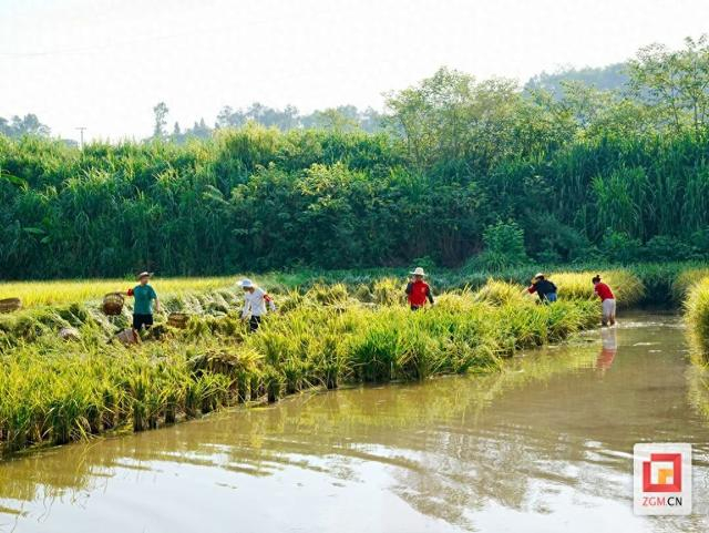 荣县双石镇：党员助农秋收忙，稻香深处党旗红|四川省|自贡市|水稻|群众|党员干部_新浪新闻