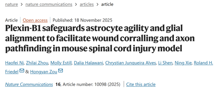 Nat Commun: 新研究揭示Plexin-B1重塑胶质细胞空间结构，促进脊髓损伤修复|细胞膜|脊髓损伤|细胞|胶质|再生|组织|生物 ...