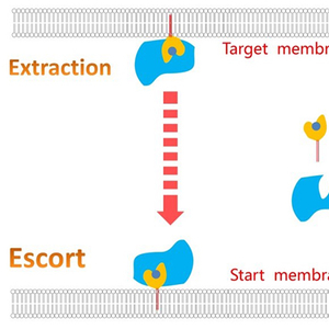 研究揭示CHML蛋白在肝癌转移过程中的作用与机制_手机新浪网