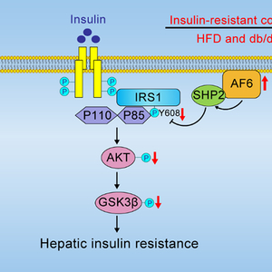 研究发现极性蛋白AF6调控血糖稳态和胰岛素敏感性的新功能及机制_手机新浪网
