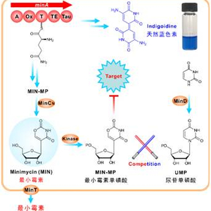 陈文青课题组C-核苷类抗生素生物合成研究获突破_手机新浪网