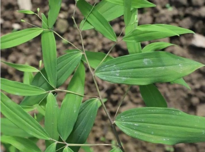 磐安又发现一个新物种——大皿黄精|磐安_手机新浪网