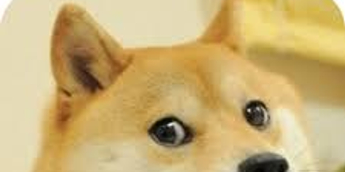 这个一直给Doge当配角的狗子 正在成为下一代Doge_手机新浪网