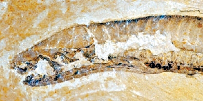 我国科学家研究确认：5.18亿年前云南虫是最原始脊椎动物_手机新浪网