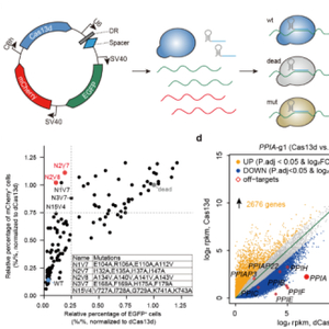 科学家开发出特异性更高、安全性更好的高保真版Cas13系统_手机新浪网