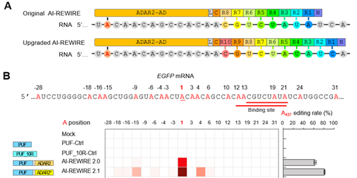 科研人员发表新型RNA精准编辑系统_手机新浪网