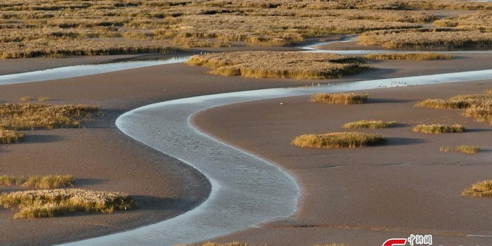 Yellow River estuary ushers in most beautiful season_手机新浪网