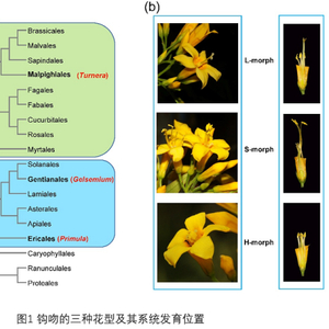 研究发现基因水平的趋同进化推动植物形态上的趋同进化_手机新浪网