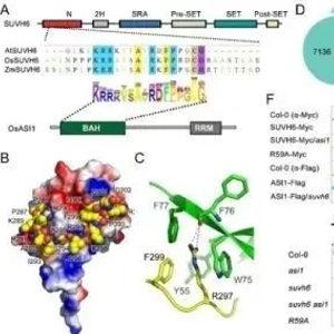 研究揭示植物SUVH6酶催化位点特异H3K9甲基化的分子基础_手机新浪网