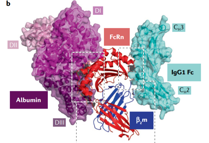 带你了解新生儿Fc受体（FcRn）_手机新浪网
