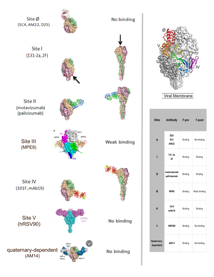 ACRO RSV疫苗整体解决方案为您主力！_手机新浪网