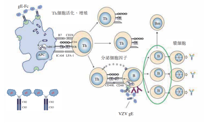 从绿竹生物上市看国内带状疱疹疫苗的竞争格局_手机新浪网