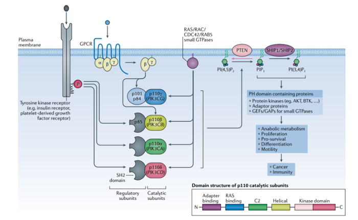 撤回NDA后，Incyte再次终止Parsaclisib III期研究，PI3K抑制剂路在何方？_手机新浪网
