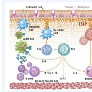 一文读懂TSLP（胸腺基质淋巴细胞生成素）的治疗研发方向_手机新浪网