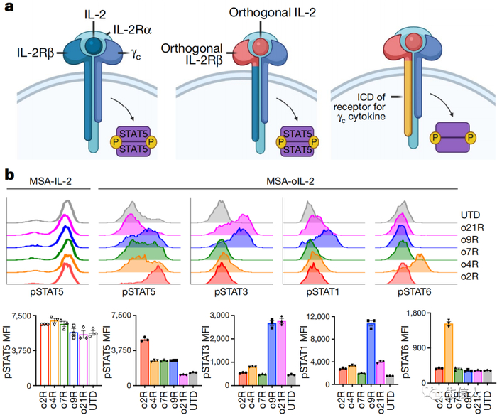 破局！CAR-T突破实体瘤的研究进展_手机新浪网