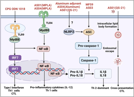 技术分享|疫苗佐剂之 CpG ODN：特性、研究进展与应用全解析_手机新浪网
