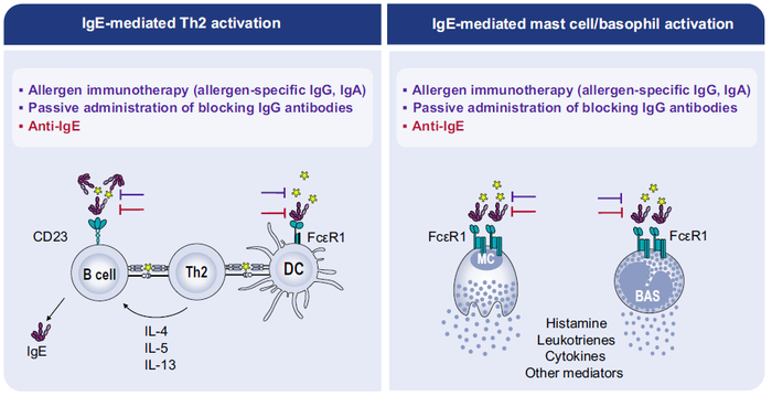 从致敏到耐受：揭秘IgE、IgG和IgA如何塑造过敏未来_手机新浪网