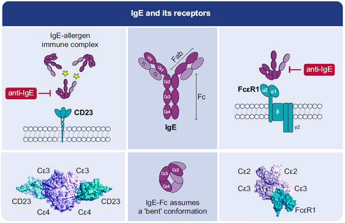 从致敏到耐受：揭秘IgE、IgG和IgA如何塑造过敏未来_手机新浪网