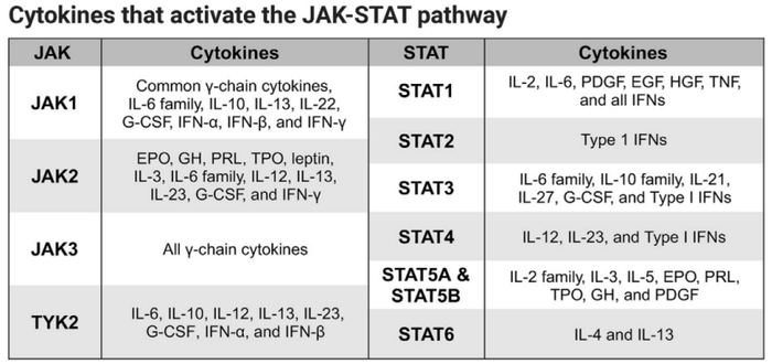 JAK/STAT信号通路全解析：核心分子、激活与负调控