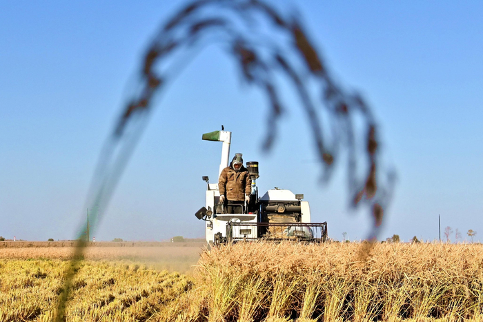 “五良”融合模式助力梧桐河农场粮食丰产增收|农机_新浪新闻