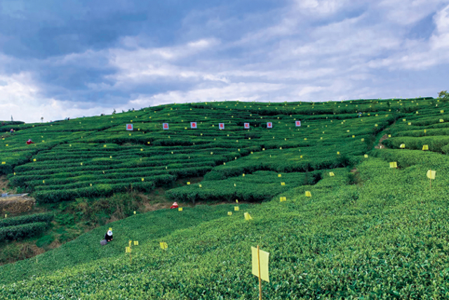 品品香26载有机坚守，让中国有机白茶走向全球高端市场|中国_手机新浪网