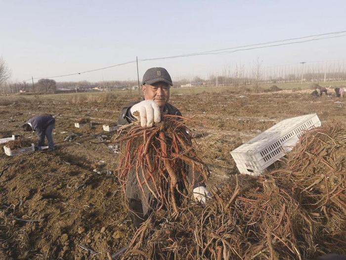 丹参丰收“映红”特色农业路__财经头条__新浪财经