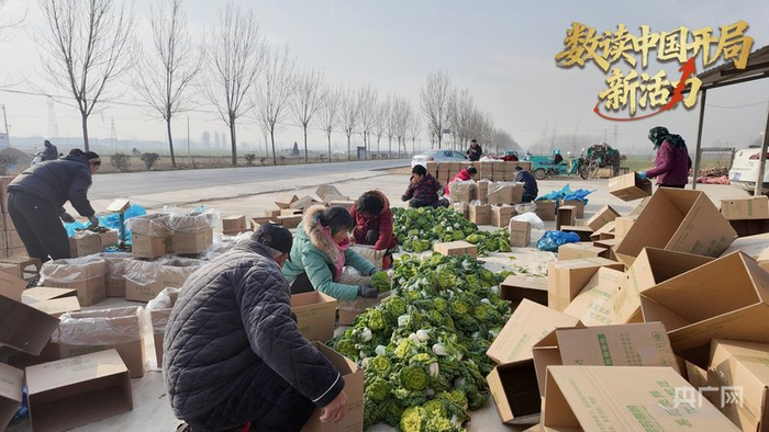 数读中国开局新活力｜日均销售近5万斤 “趴地菠菜”激活县域经济新引擎_新浪新闻