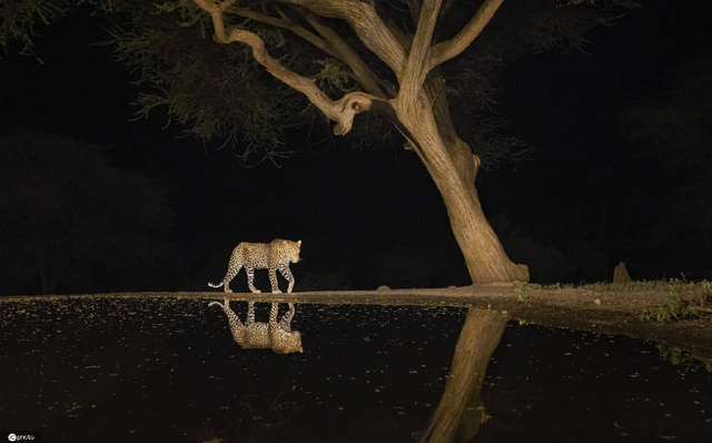 摄影师抓拍肯尼亚野生动物水中倒影 诠释另类对称之美_新浪图片