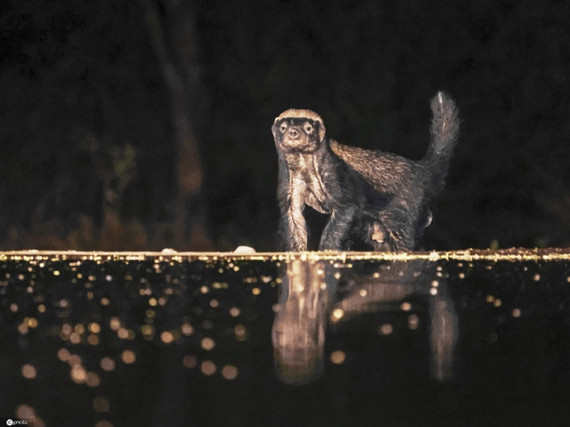 摄影师抓拍肯尼亚野生动物水中倒影 诠释另类对称之美_新浪图片