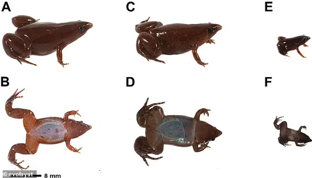 亚马逊发现神秘“貘蛙”：鼻子类似貘 隐居地下_新浪图片